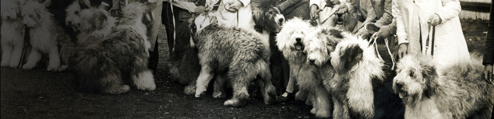 History - Old English Sheepdog Club of America
