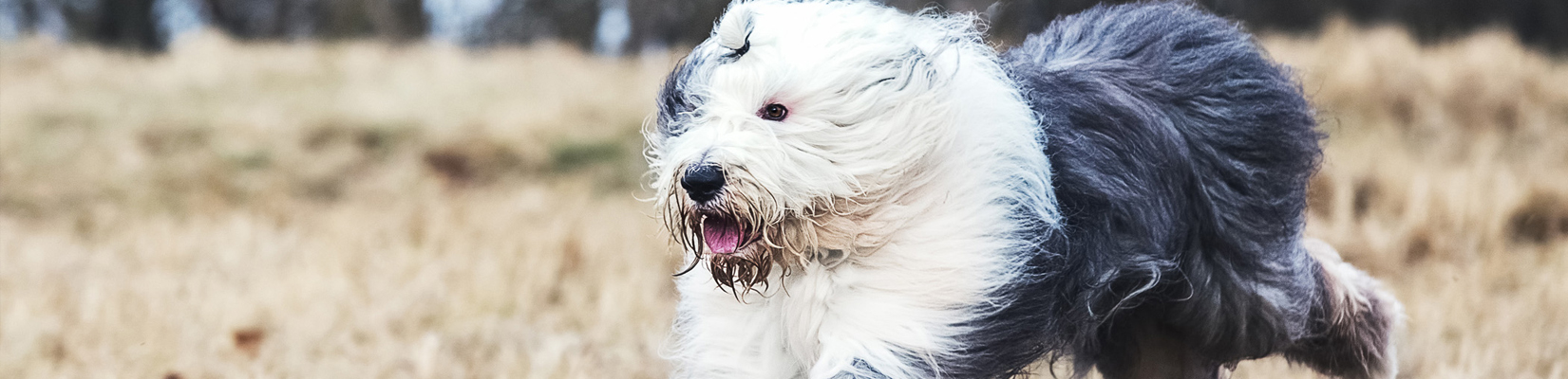 EIC (Exercise Induced Collapse) - Old English Sheepdog Club of America