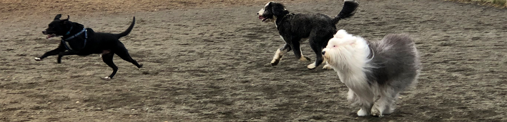 Social Events - Old English Sheepdog Club of America