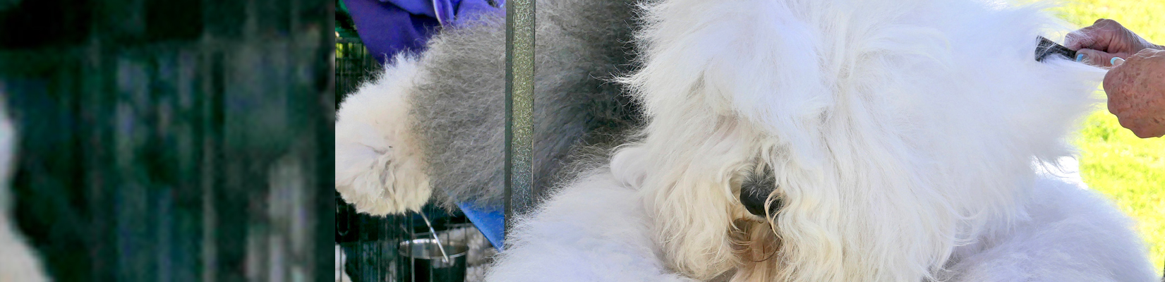 Grooming Basics - Old English Sheepdog Club of America