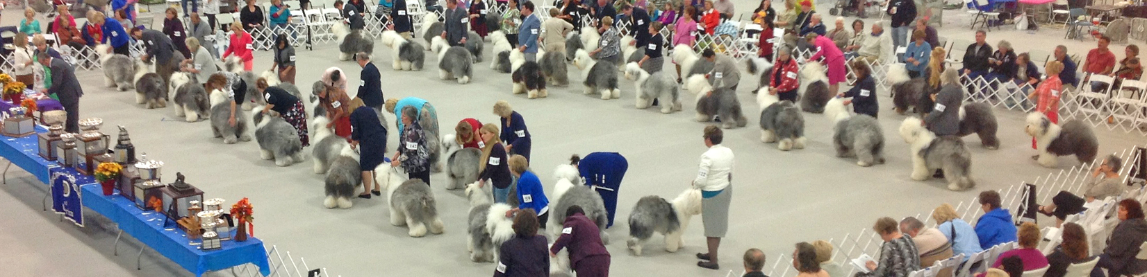 Judging the OES - Old English Sheepdog Club of America