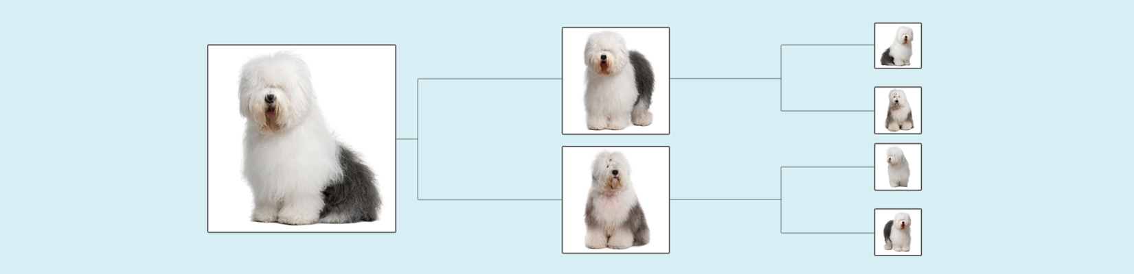 Pedigree Database - Old English Sheepdog Club of America